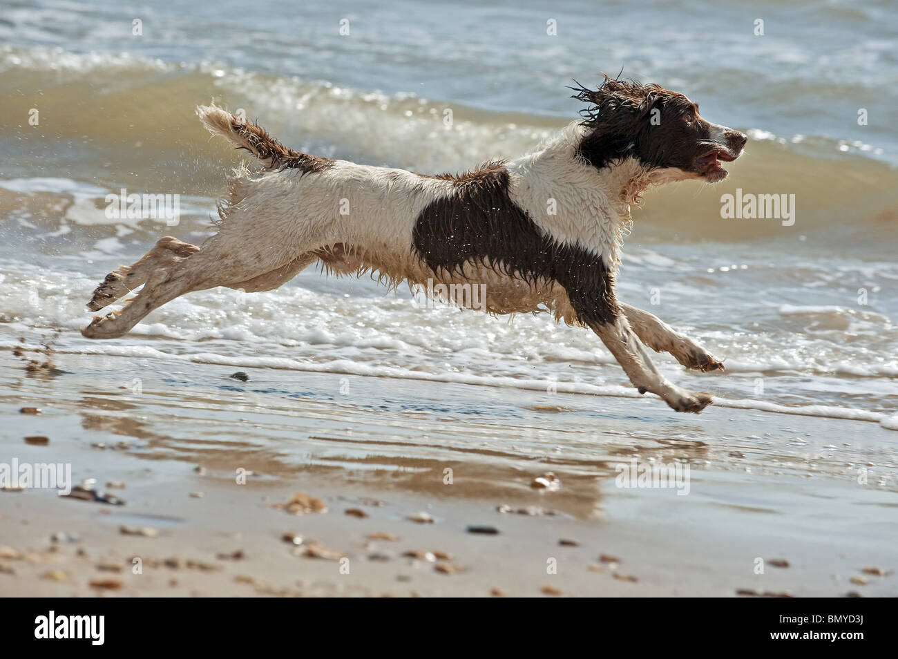 Dog Running Spaniel High Resolution Stock Photography and Images - Alamy