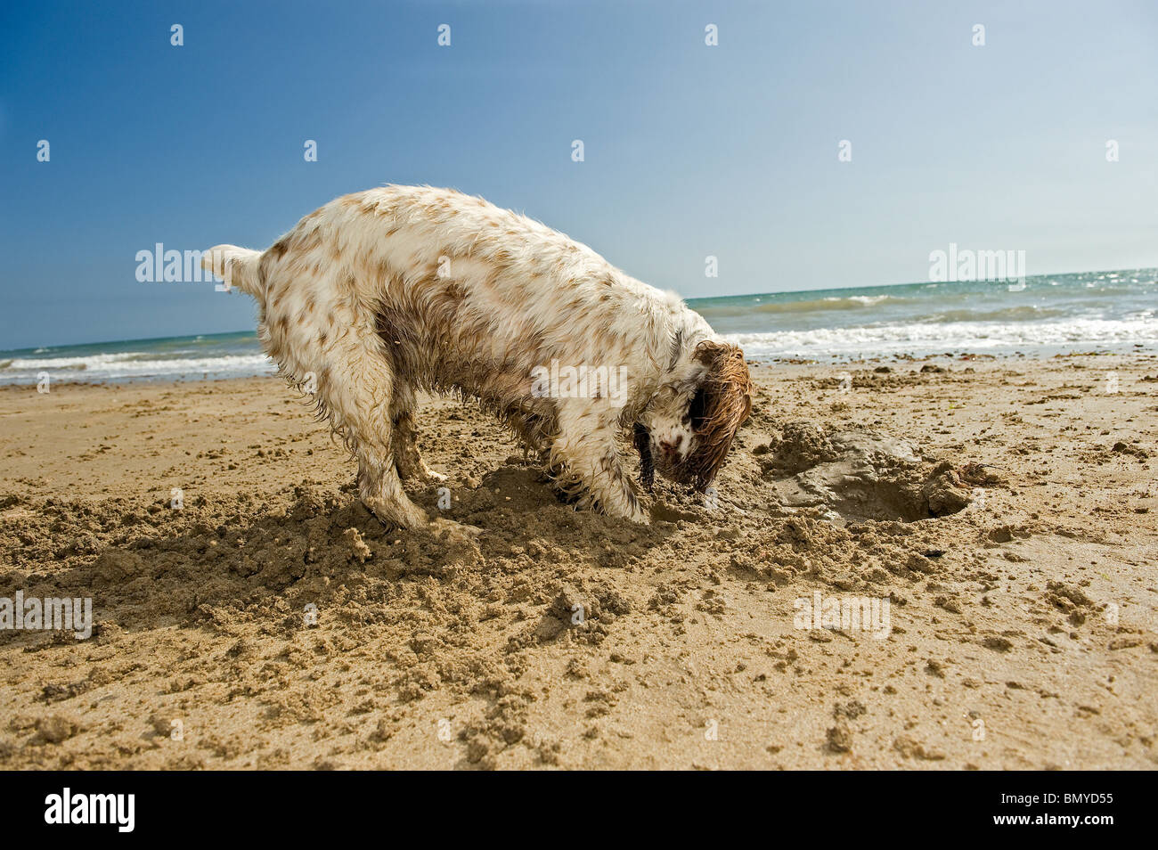 English Springer Spaniel dog digging hole Stock Photo - Alamy