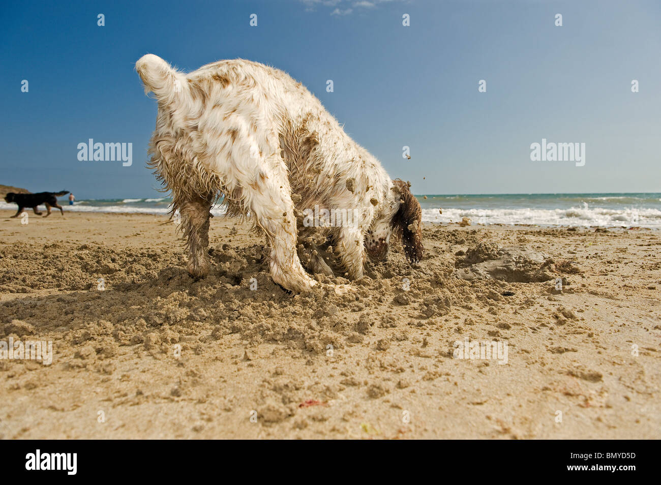 English Springer Spaniel dog digging hole Stock Photo - Alamy