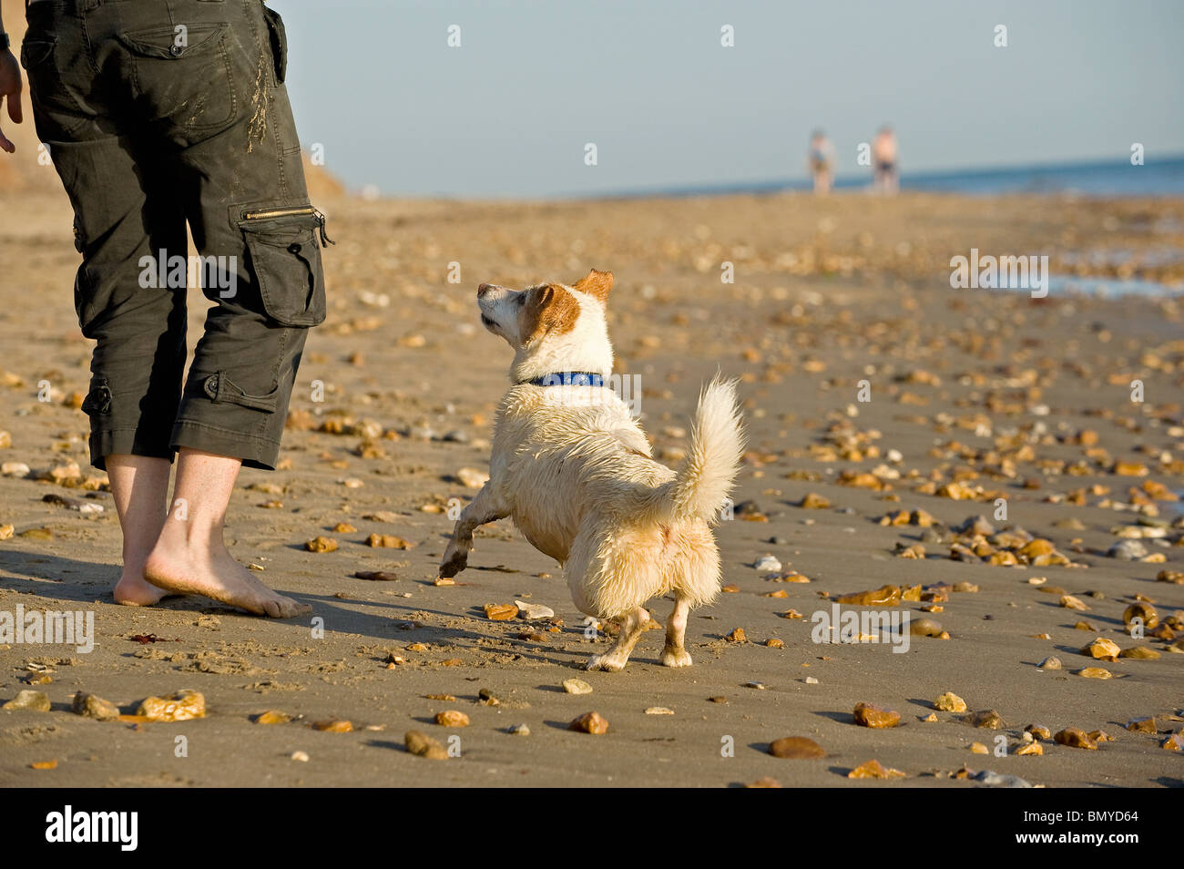 half breed dog and man at the beach Stock Photo - Alamy