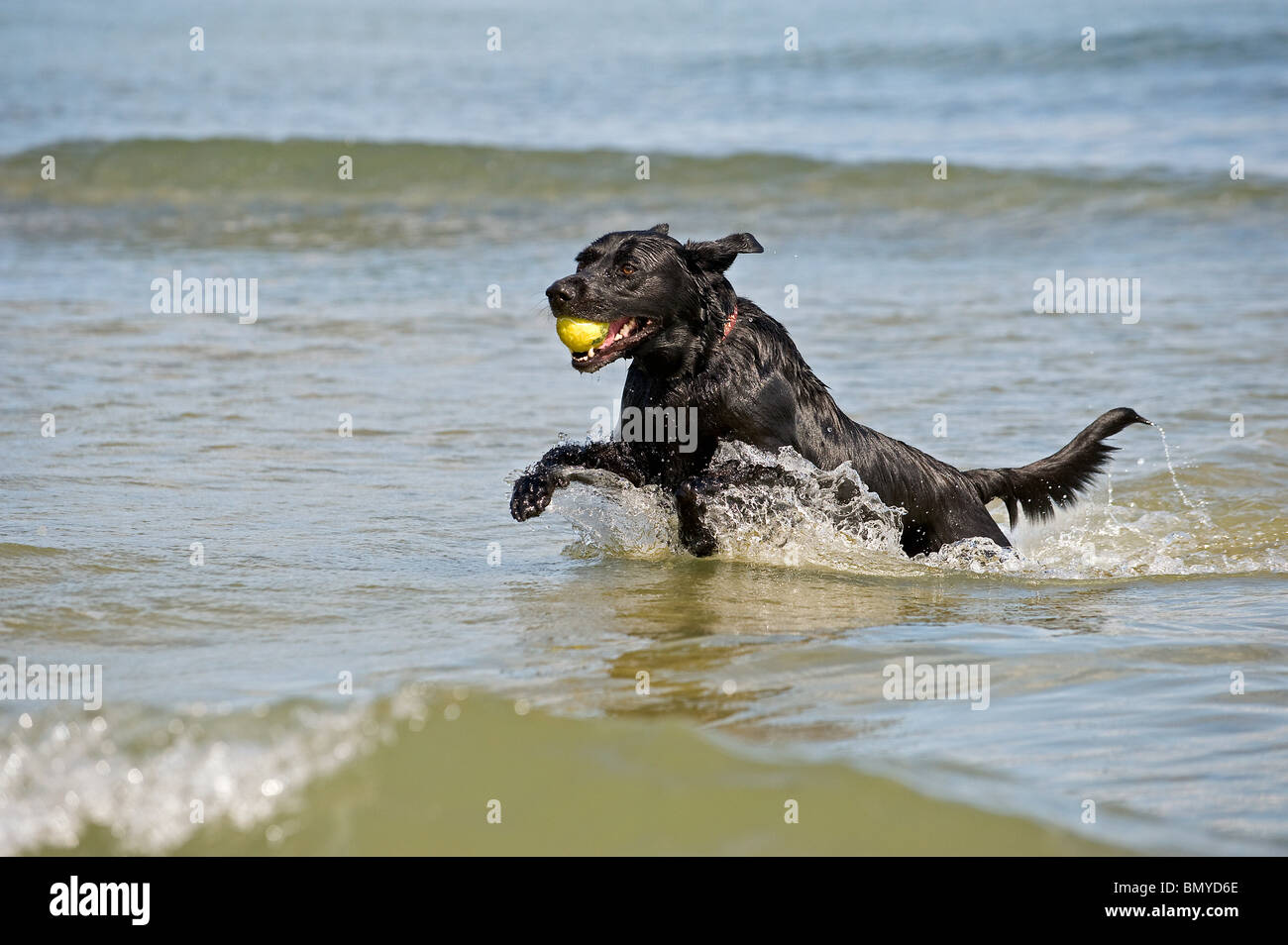 Labrador Retriever dog water Stock Photo - Alamy