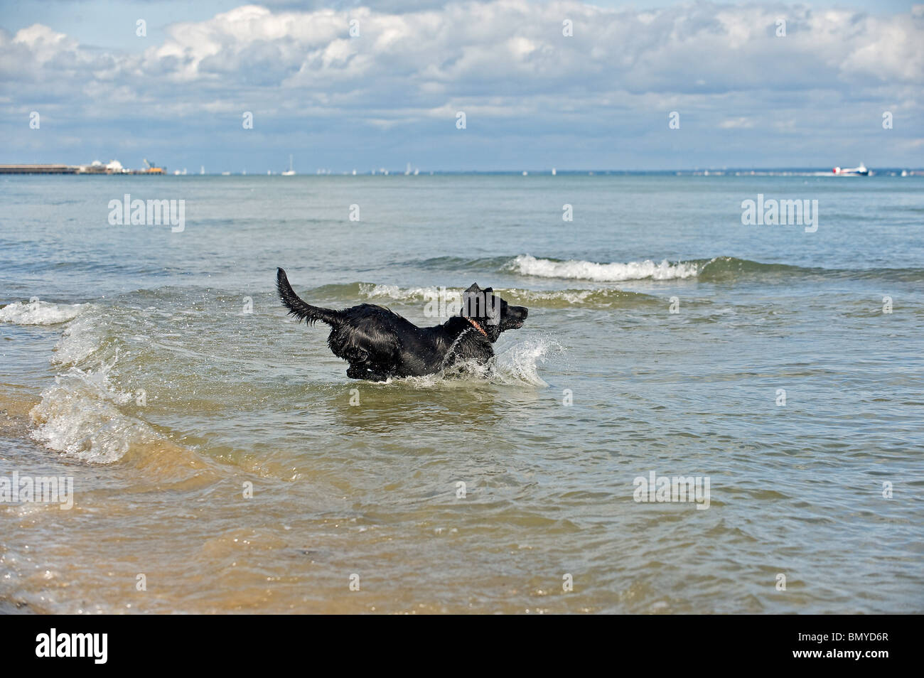 Black labrador retriever jumping into water hi-res stock photography ...