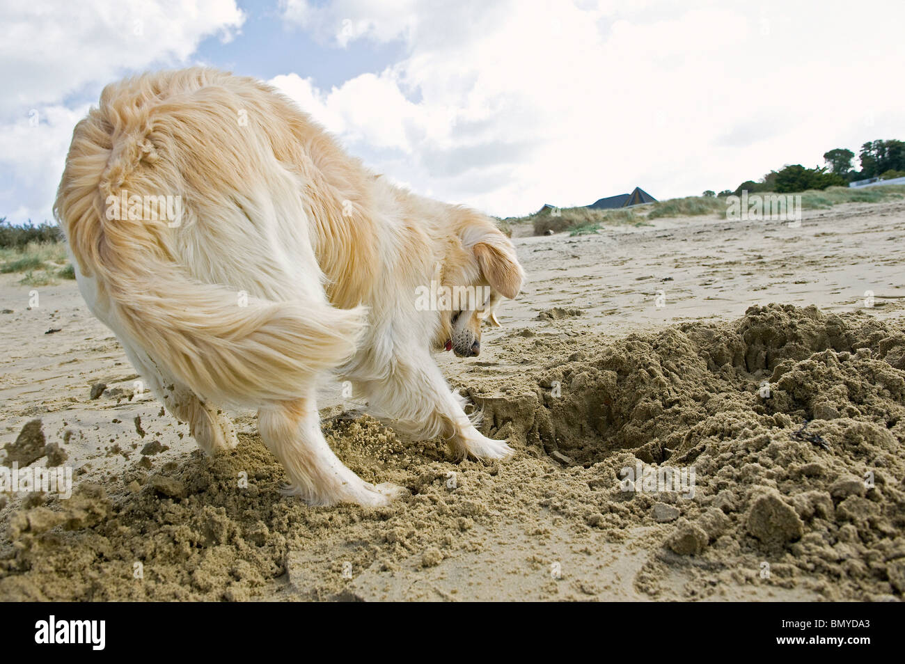 Golden retriever digging hi-res stock photography and images - Alamy