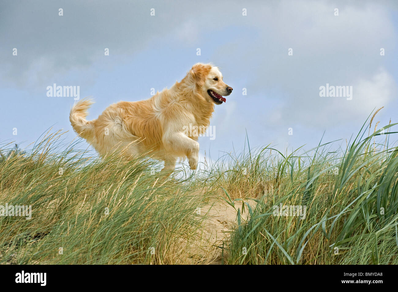 Golden Retriever dog running Stock Photo - Alamy
