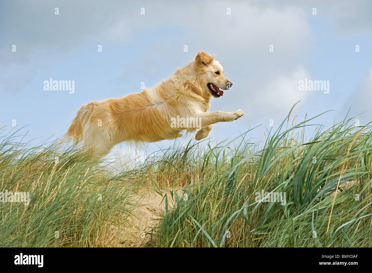 Golden Retriever dog running Stock Photo - Alamy
