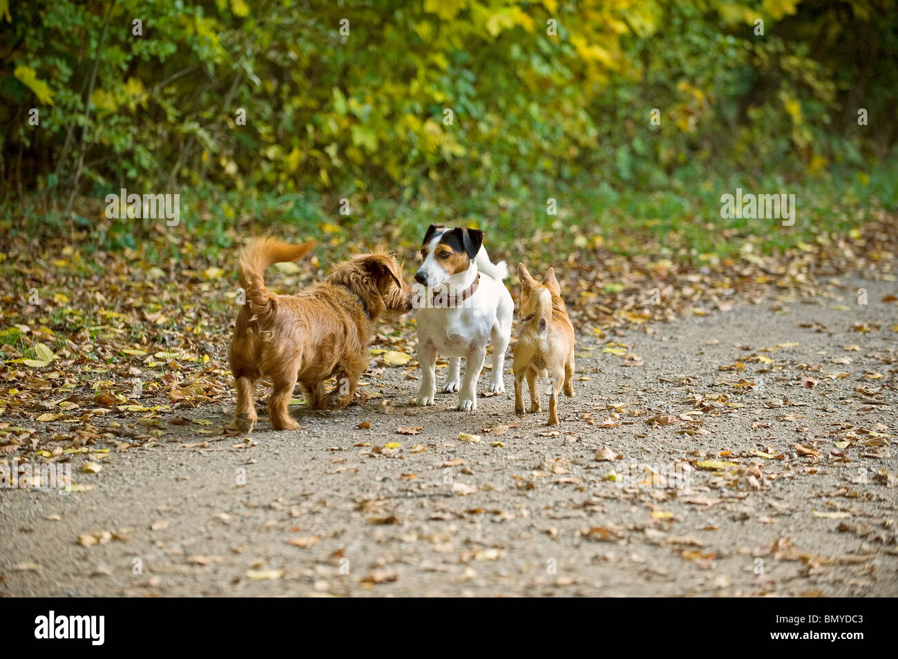 three different dogs Stock Photo - Alamy