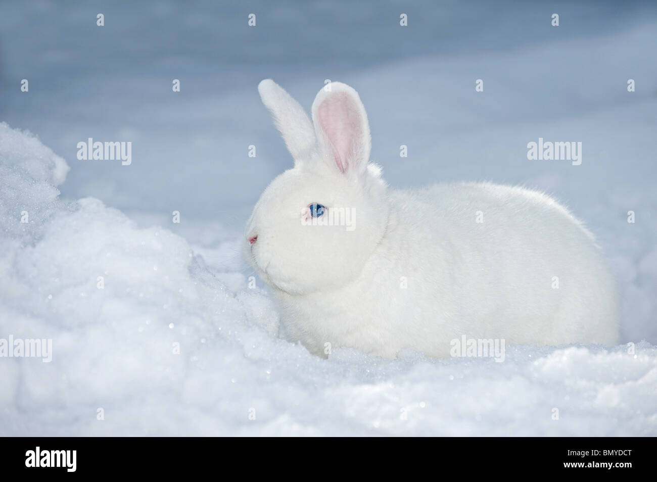 Vienn White Rabbit snow Stock Photo - Alamy
