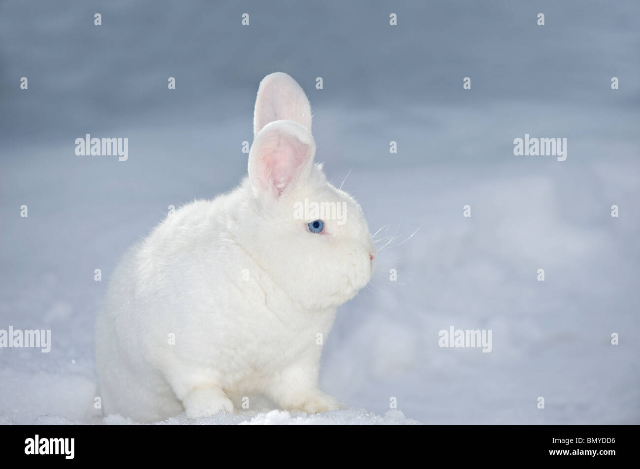 Vienna white rabbit hi-res stock photography and images - Alamy