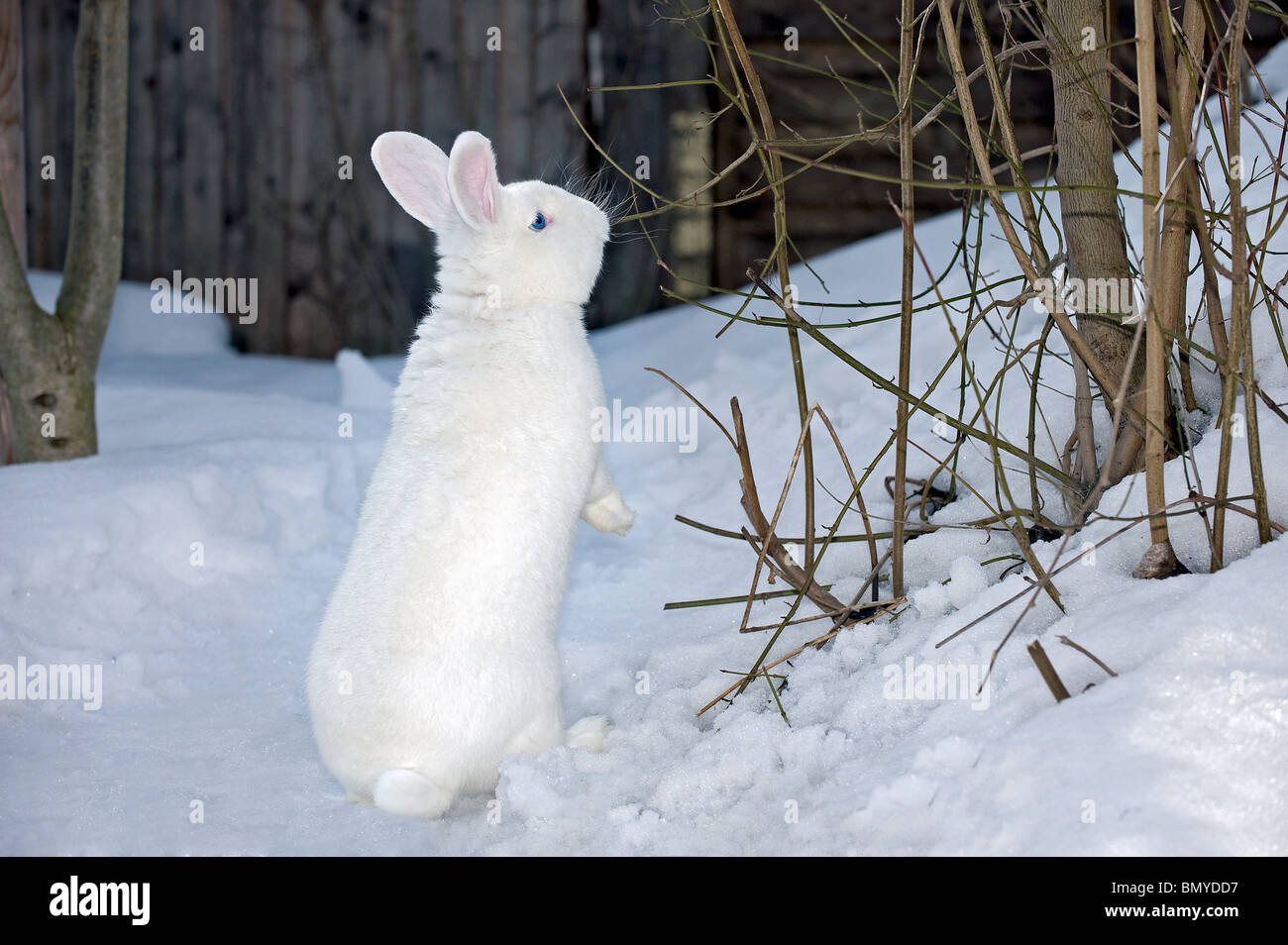 Rabbit White Snow
