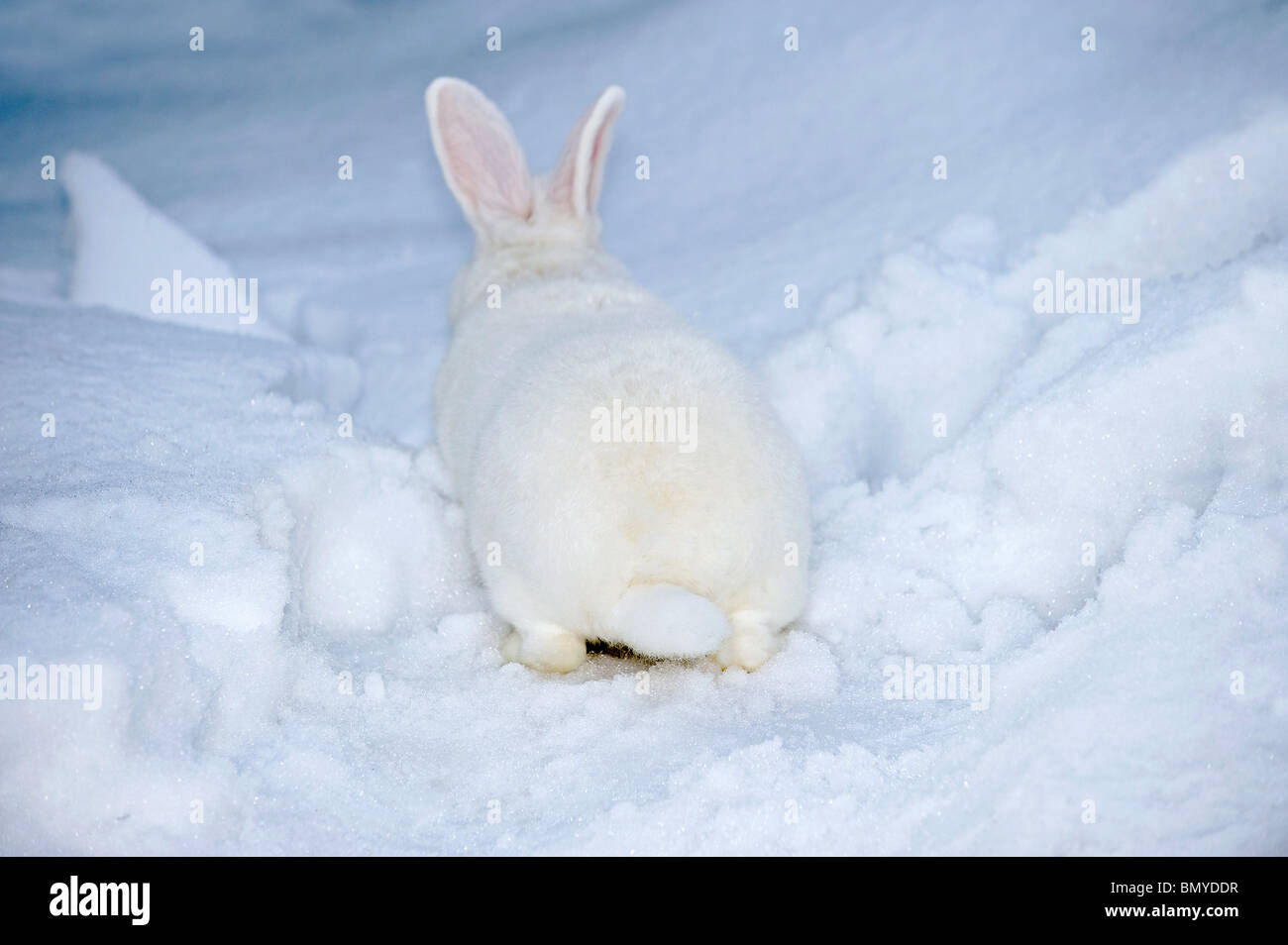 Vienna White Rabbit High Resolution Stock Photography and Images - Alamy