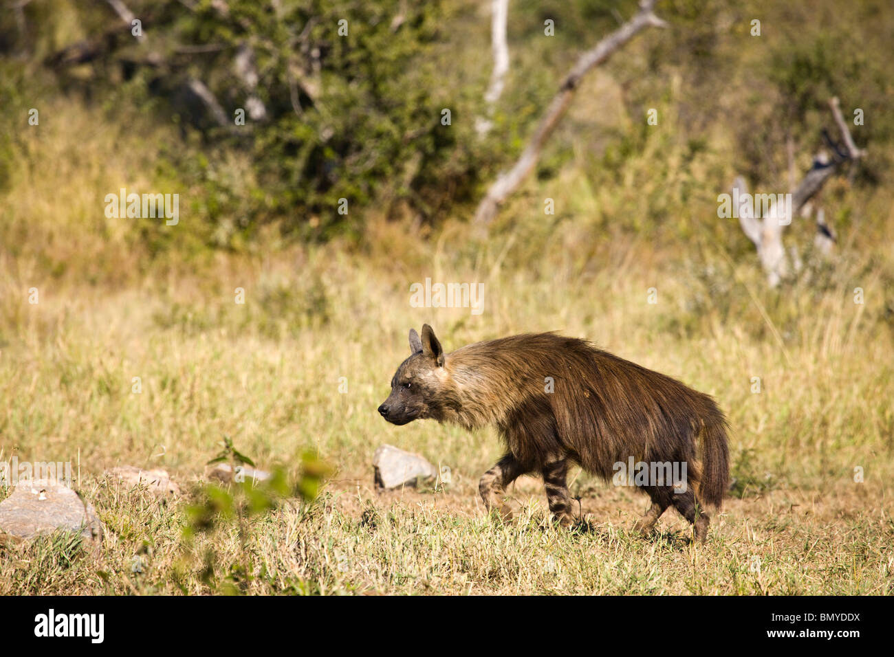 Brown hyena hyena brunnea hi-res stock photography and images - Alamy
