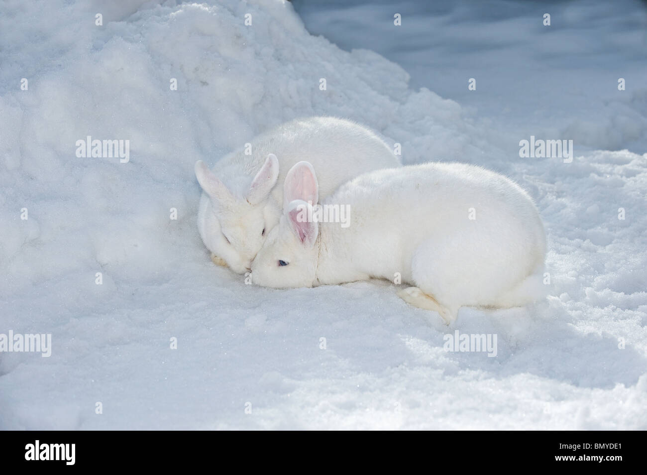 Vienn White Rabbit snow Stock Photo - Alamy