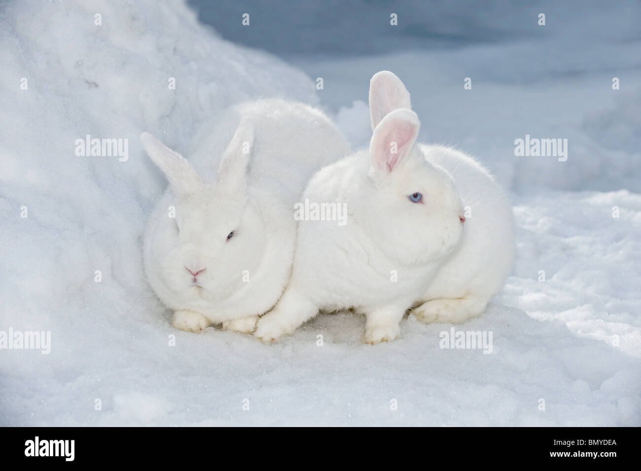 Vienna White Rabbit. Two adults in snow Stock Photo - Alamy