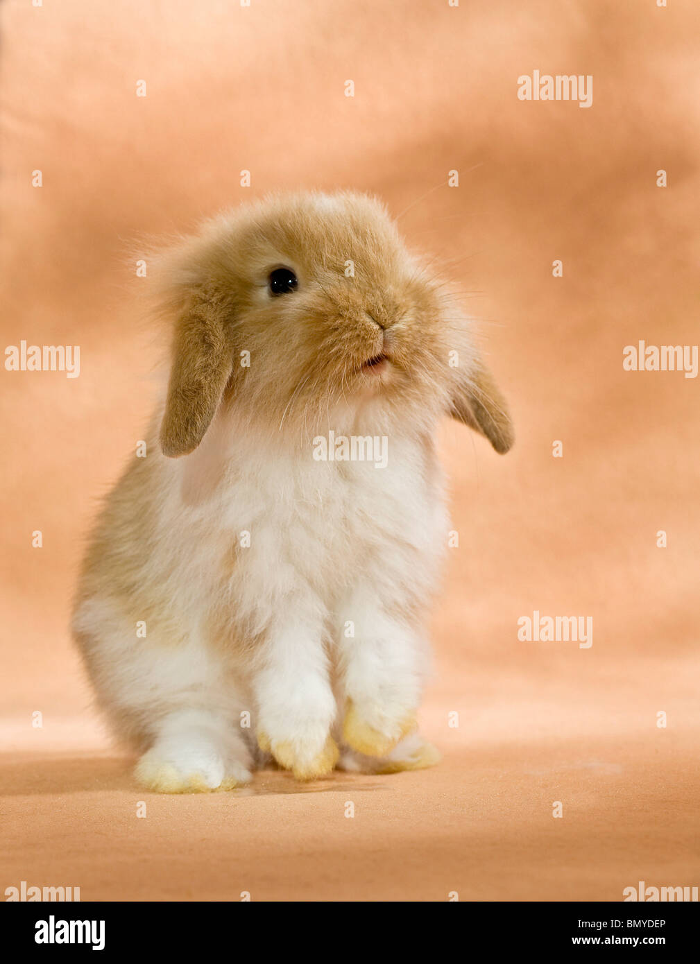 young lion-headed dwarf rabbit begging Stock Photo - Alamy