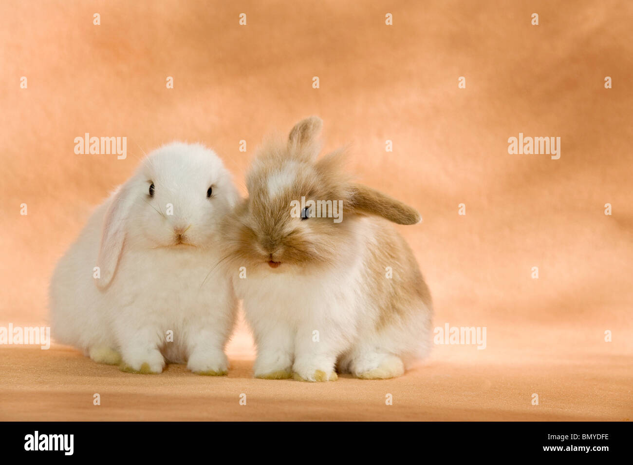 young lop-eared dwarf rabbit and young lion-headed dwarf rabbit Stock ...