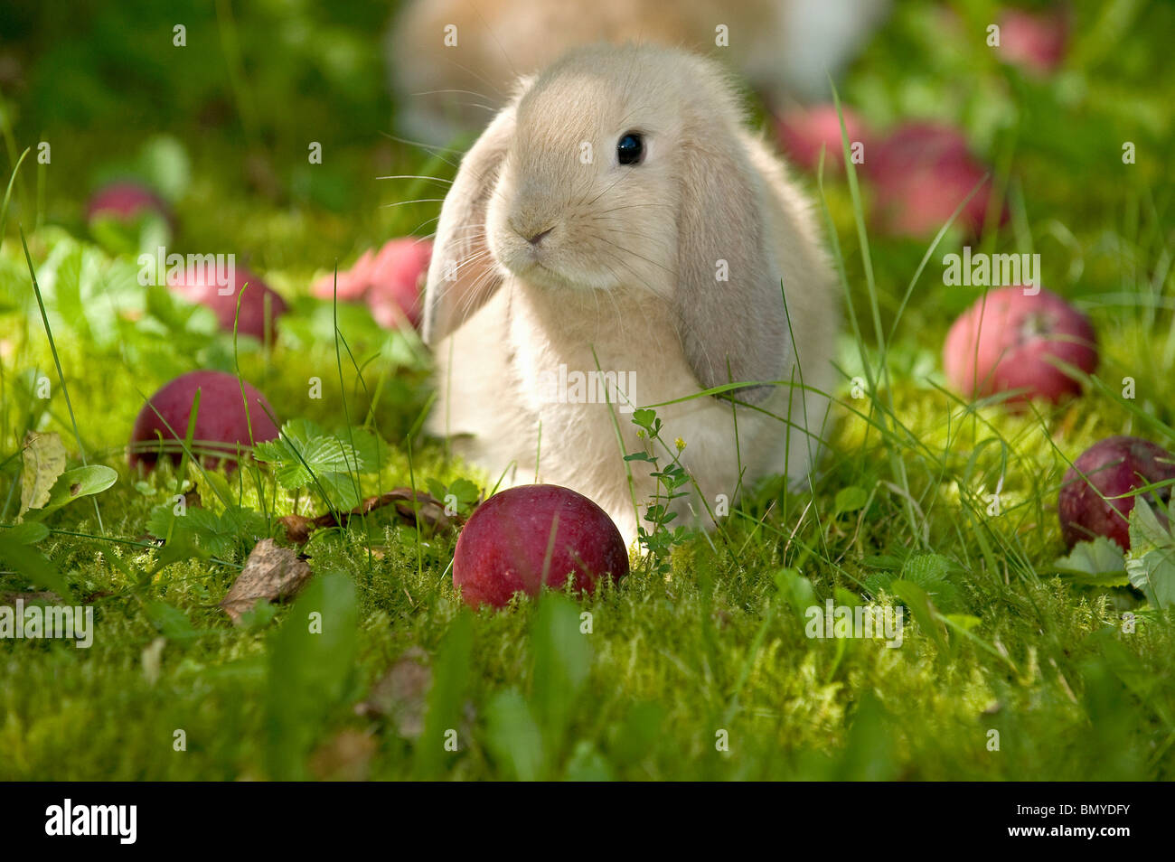 young lop-eared dwarf rabbit meadow Stock Photo - Alamy
