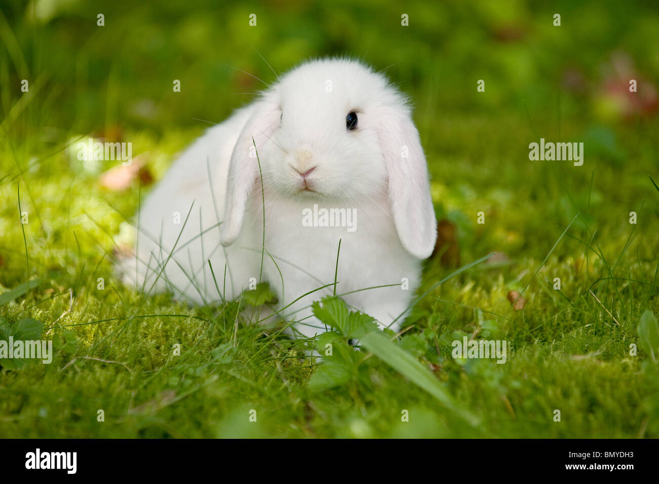young lop-eared dwarf rabbit meadow Stock Photo - Alamy