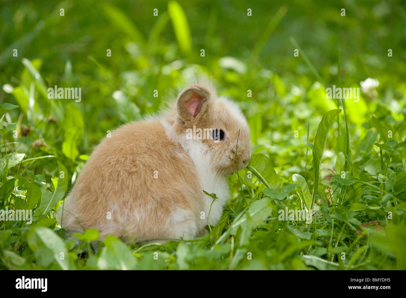 young lop-eared dwarf rabbit meadow Stock Photo - Alamy