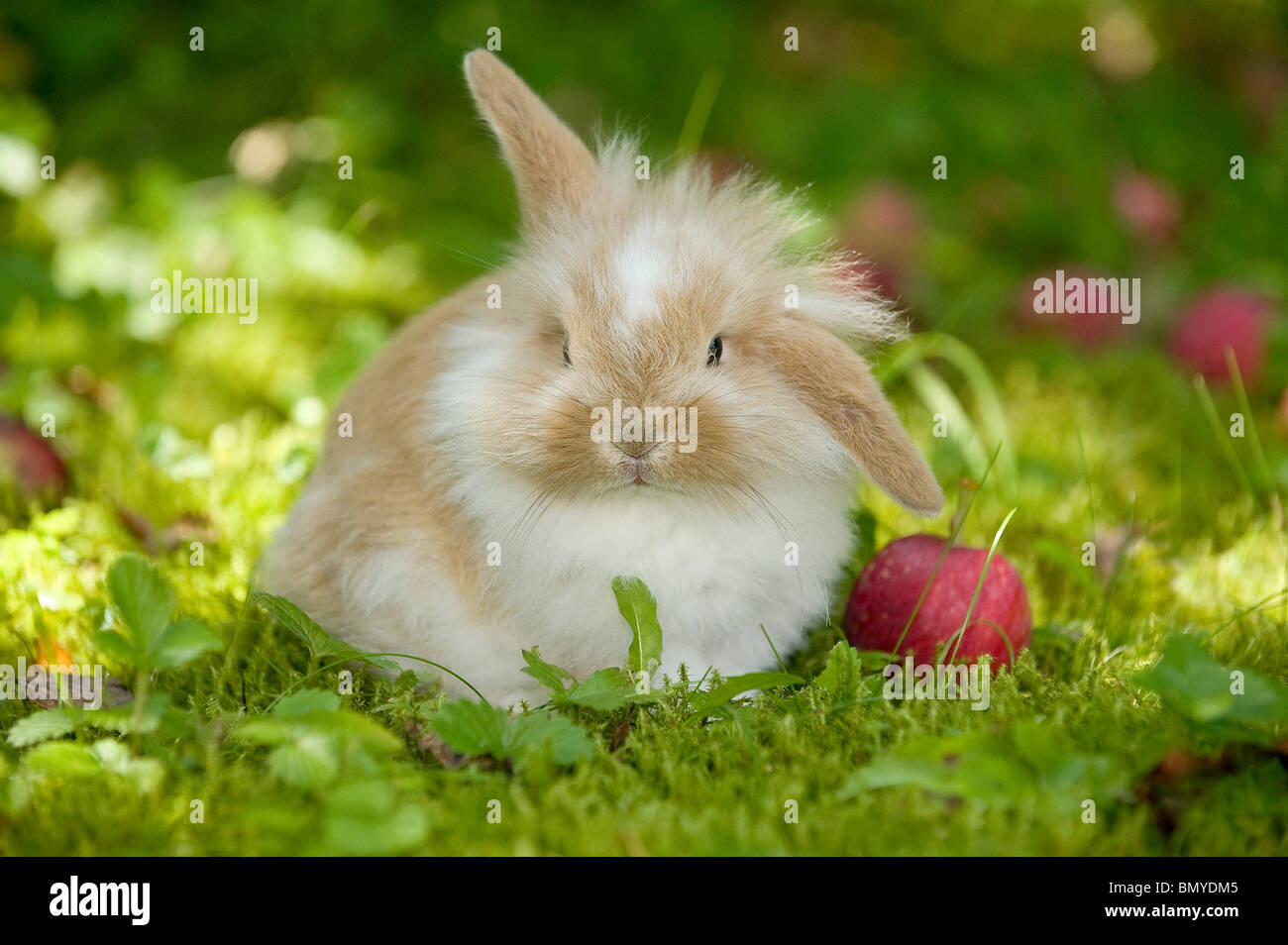 young lop-eared dwarf rabbit meadow Stock Photo - Alamy