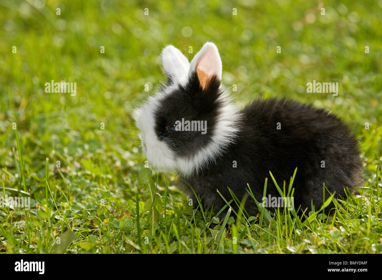 Teddy dwarf rabbits hi-res stock photography and images - Alamy