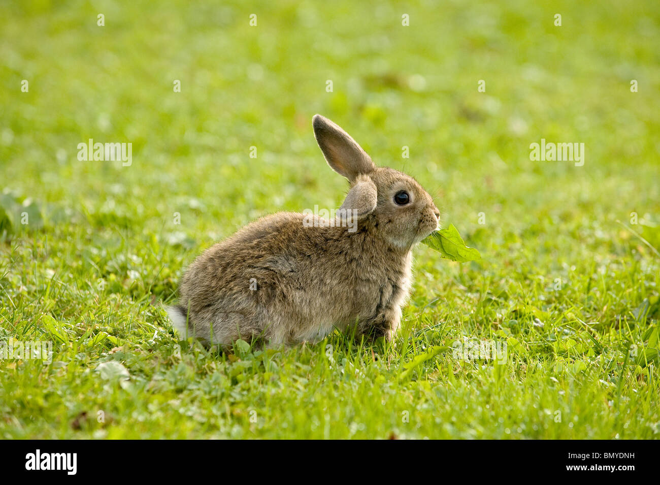young lop-eard dwarf rabbit meadow munching Stock Photo - Alamy