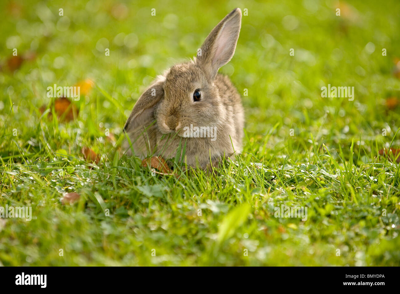 young lop-eard dwarf rabbit meadow Stock Photo - Alamy