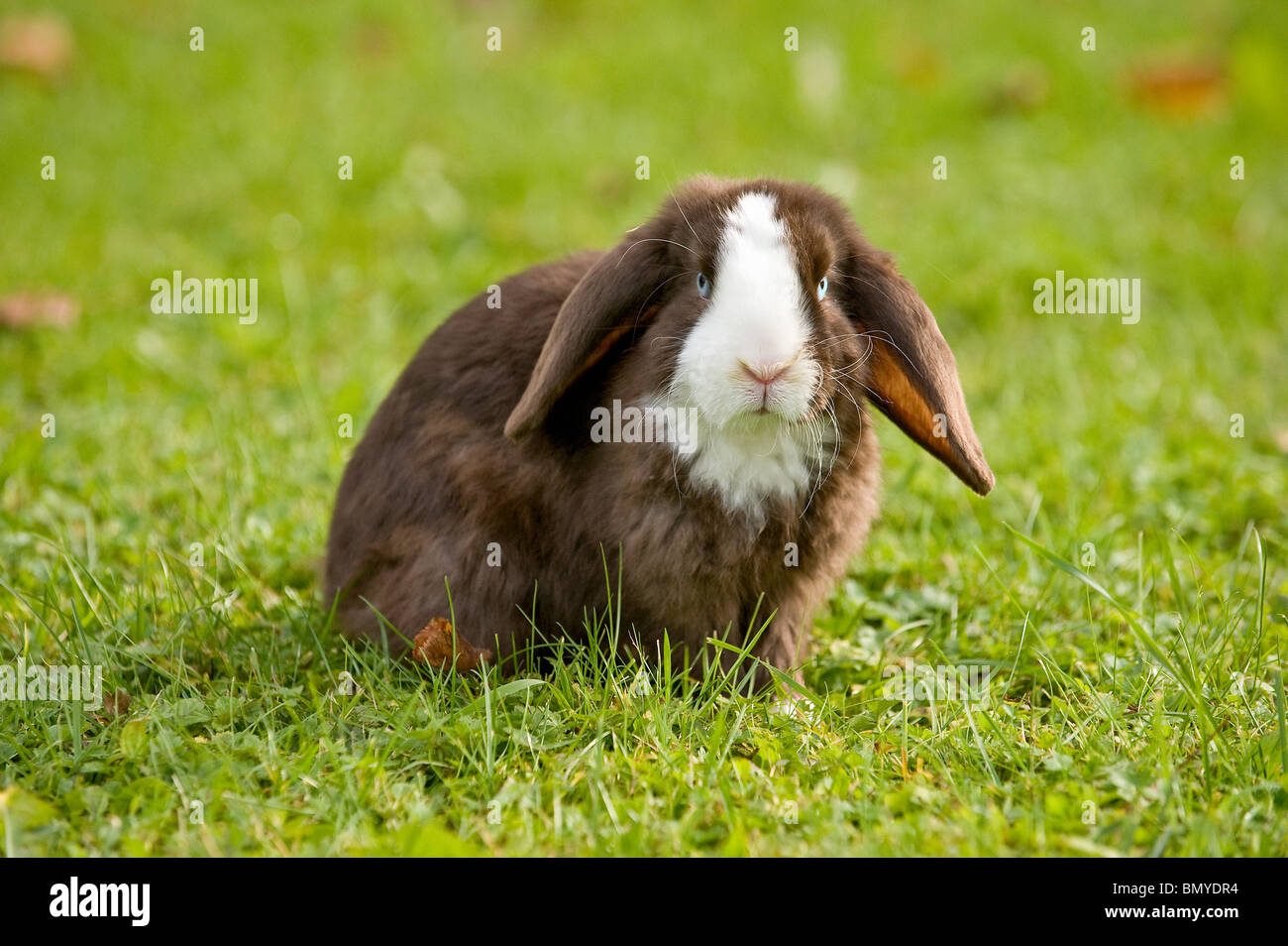 Havann lop-eared dwarf rabbit meadow Stock Photo - Alamy