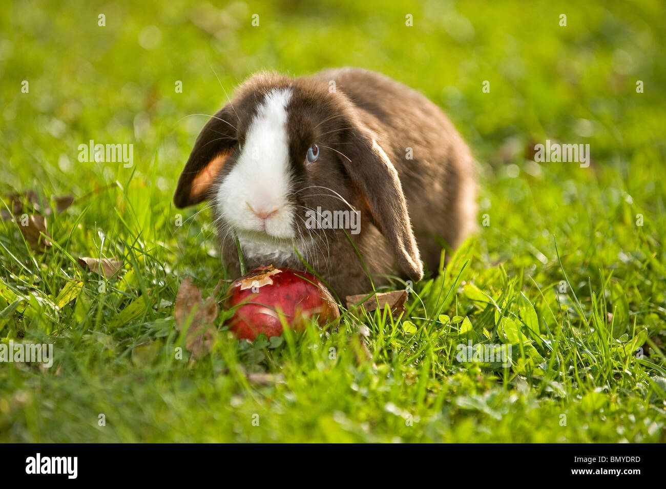 Havana Lop-eared Dwarf Rabbit on meadow, eating an apple Stock Photo ...
