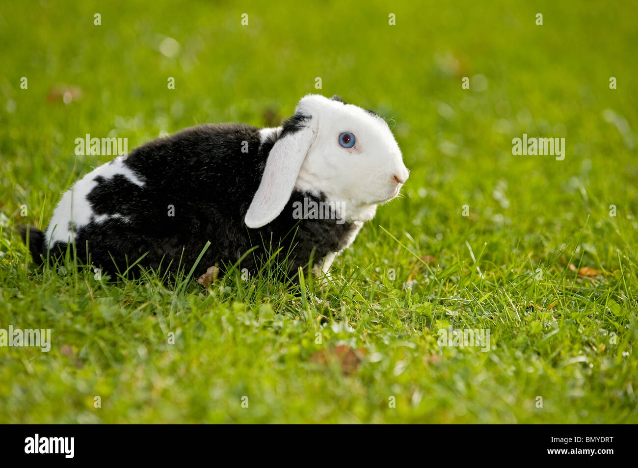 Rex lop-eared dwarf rabbit meadow Stock Photo - Alamy