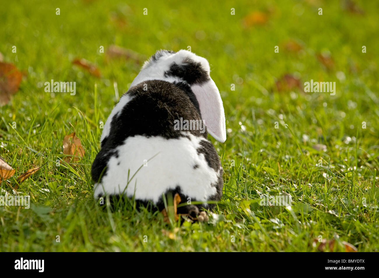 Rex lop-eared dwarf rabbit meadow Stock Photo - Alamy