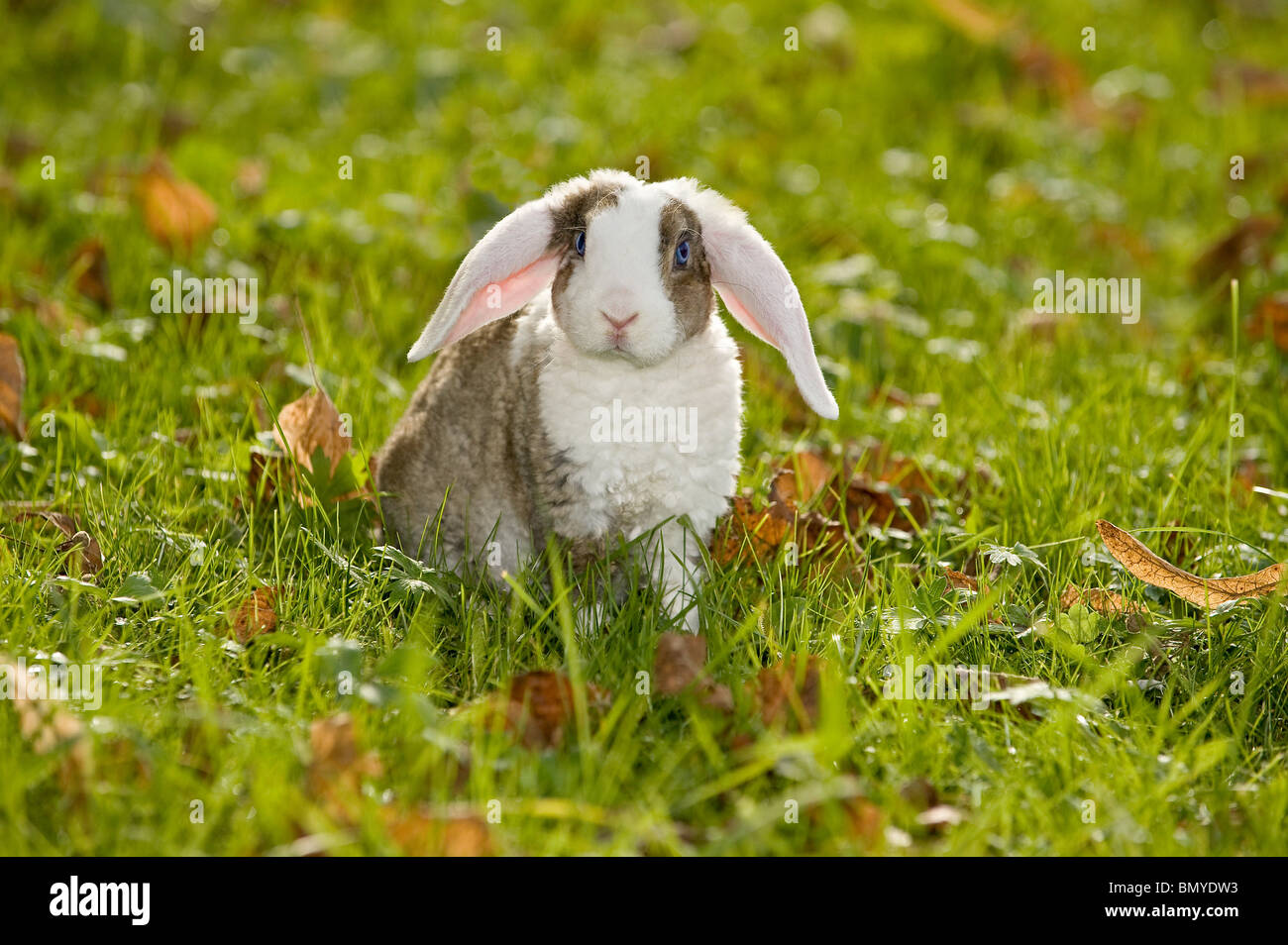 Rex lop-eared dwarf rabbit meadow Stock Photo - Alamy