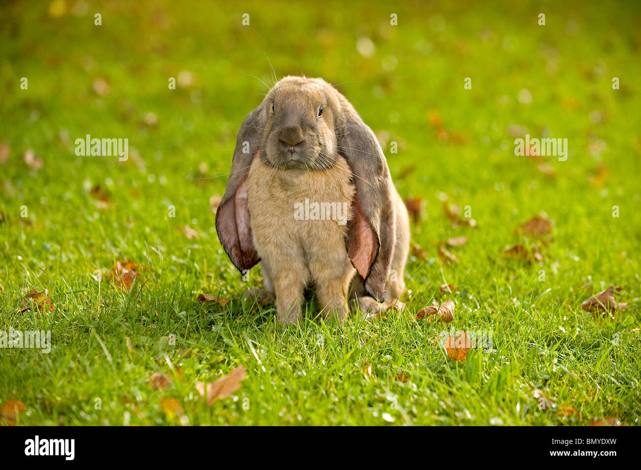 English lop-eared rabbit Stock Photo - Alamy