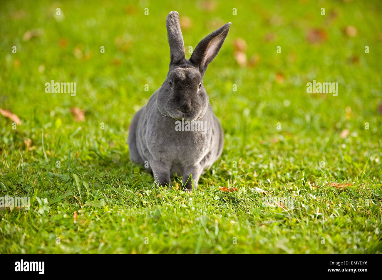 Gray rex rabbit hi-res stock photography and images - Alamy