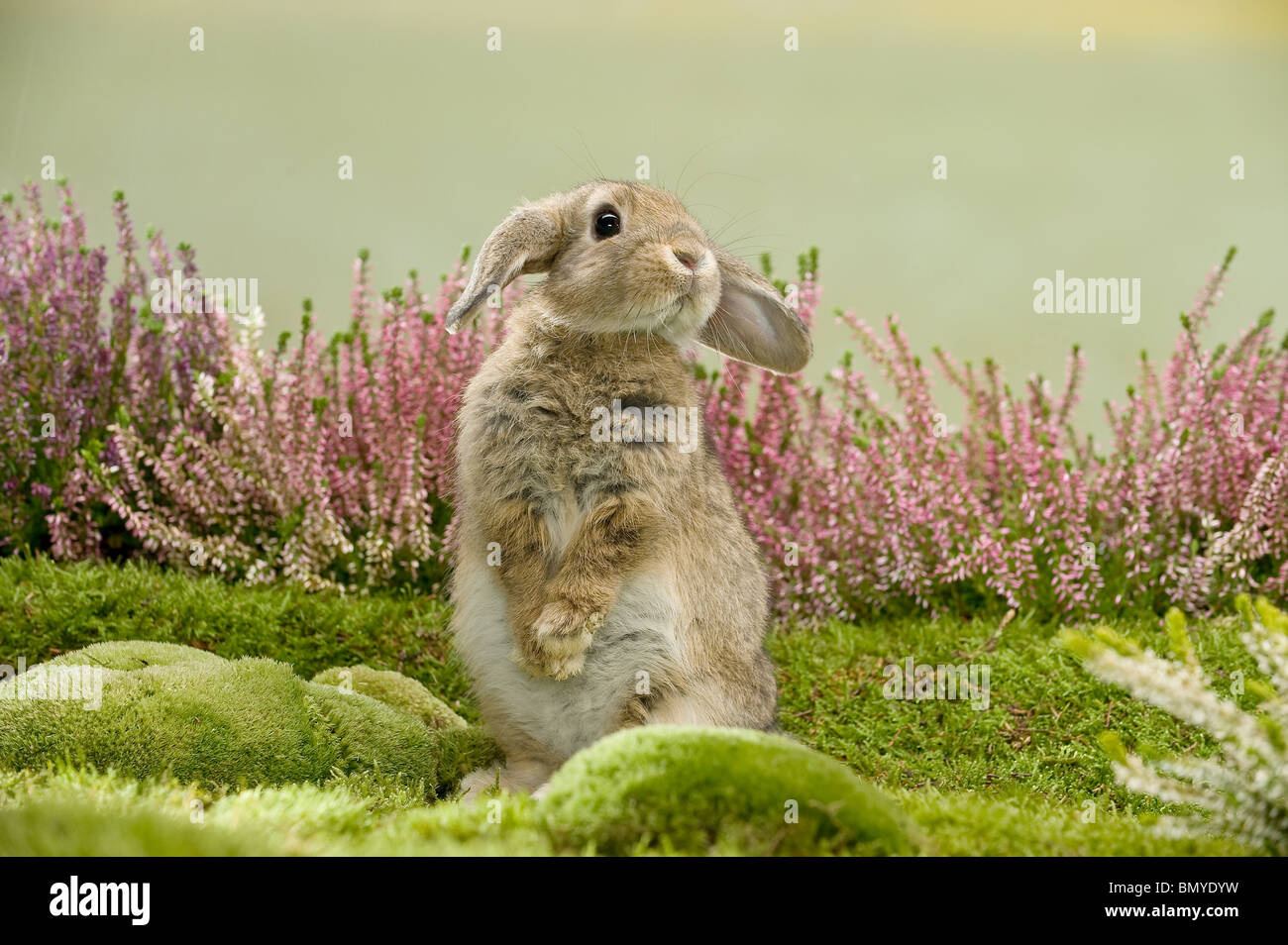 young lop-eared dwarf rabbit begging Stock Photo - Alamy