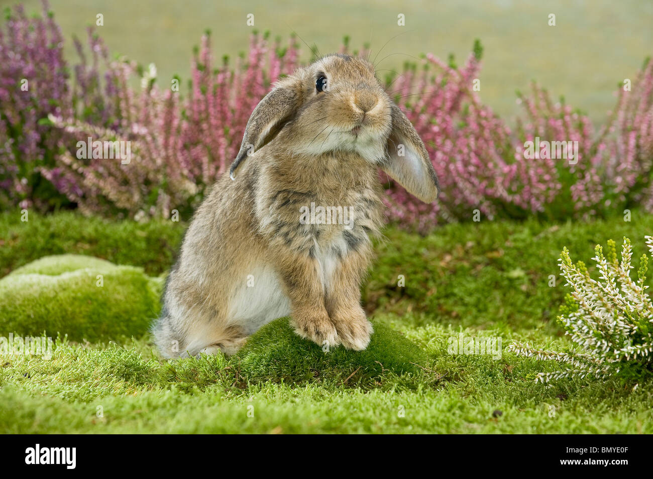 young lop-eared dwarf rabbit begging Stock Photo - Alamy