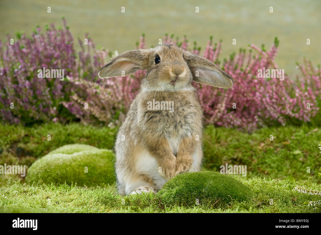 young lop-eared dwarf rabbit begging Stock Photo - Alamy