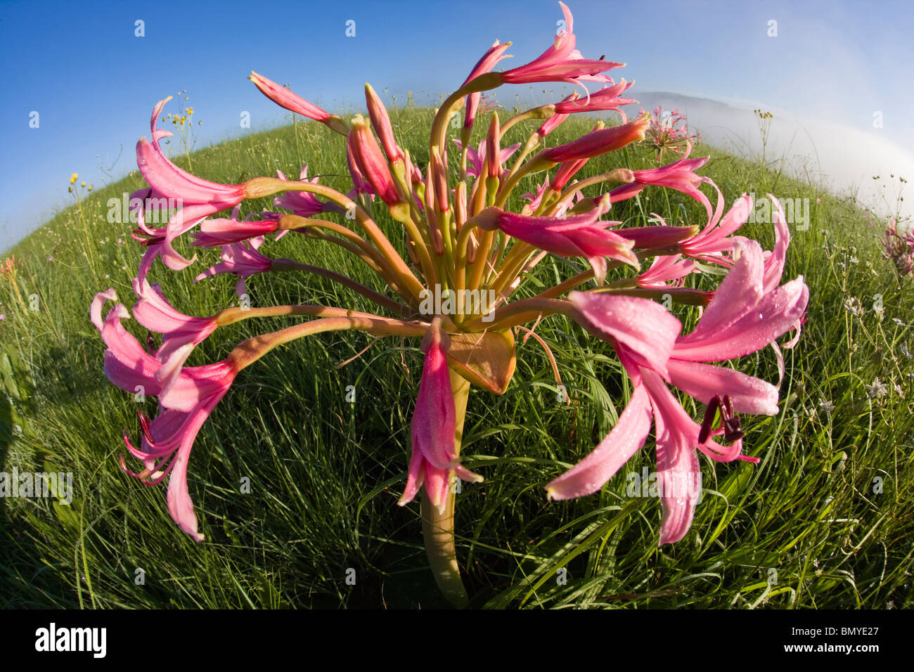 Candelabra Flower (Brunsvigia radulosa). Umgeni Valley Nature Reserve ...