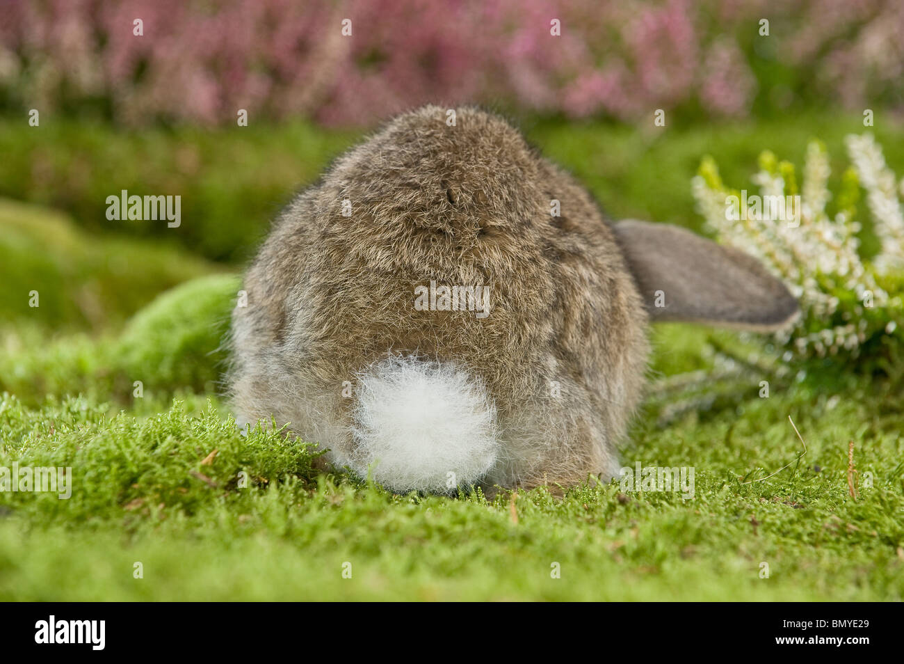 young lop-eared dwarf rabbit meadow Stock Photo - Alamy