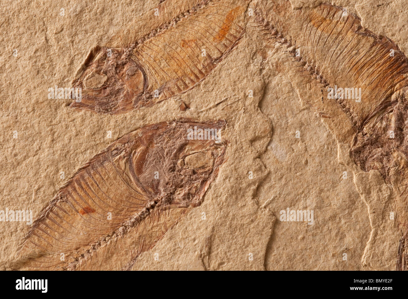 Three fossilised fish Stock Photo - Alamy