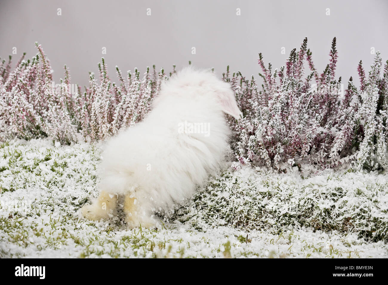 Teddy dwarf rabbits hi-res stock photography and images - Alamy