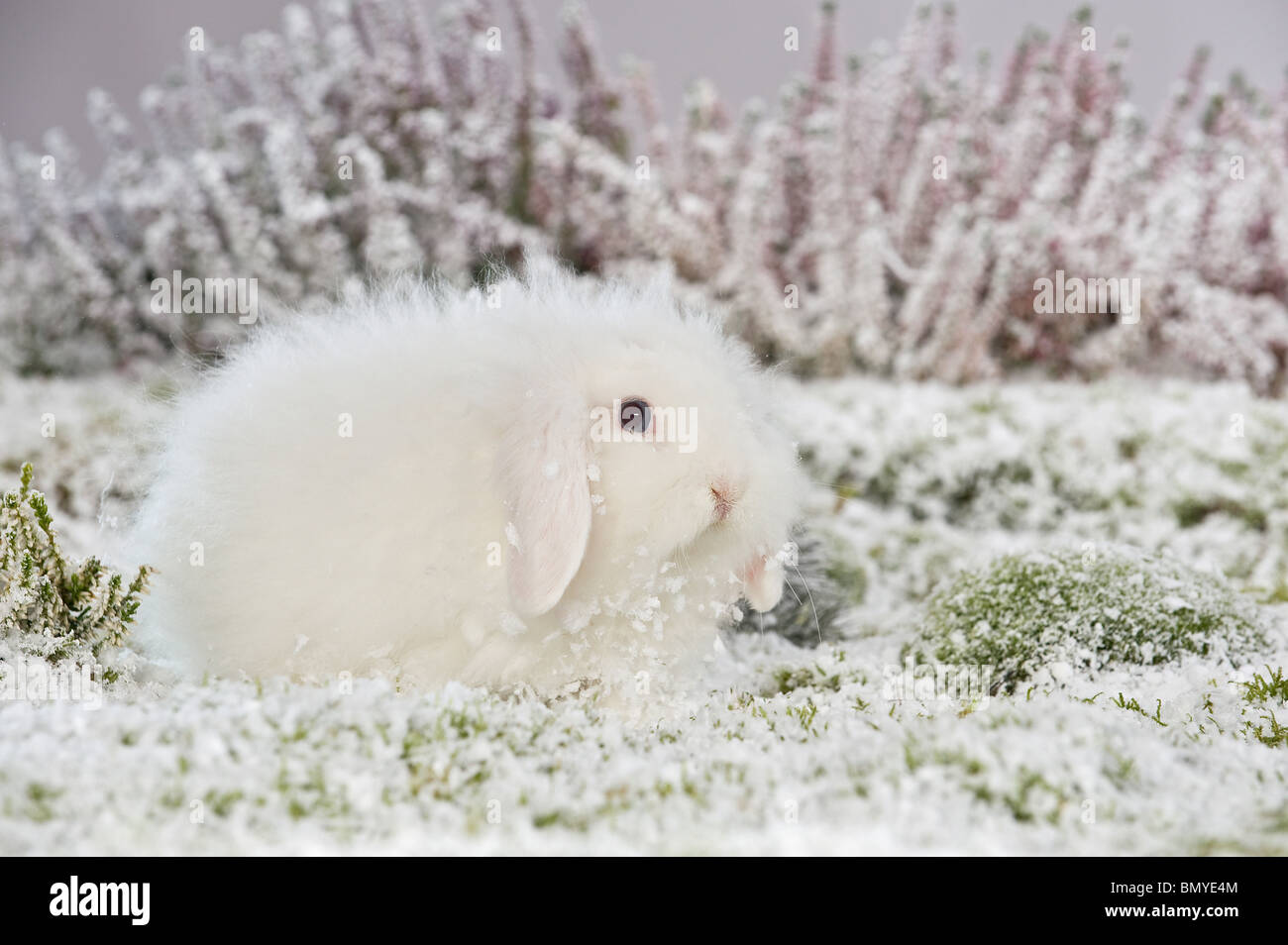 Teddy dwarf rabbits hi-res stock photography and images - Alamy