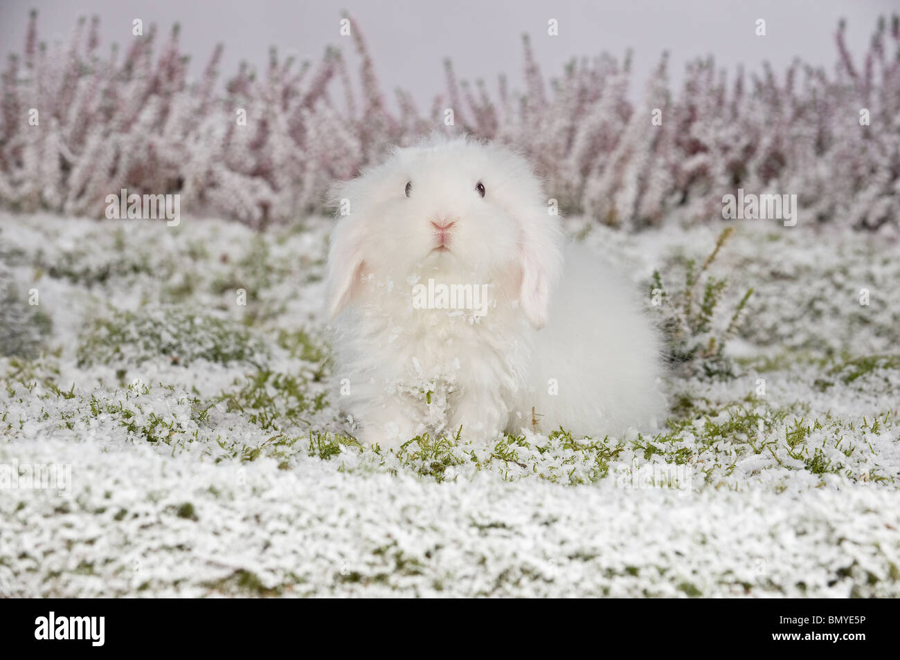Teddy dwarf rabbits hi-res stock photography and images - Alamy