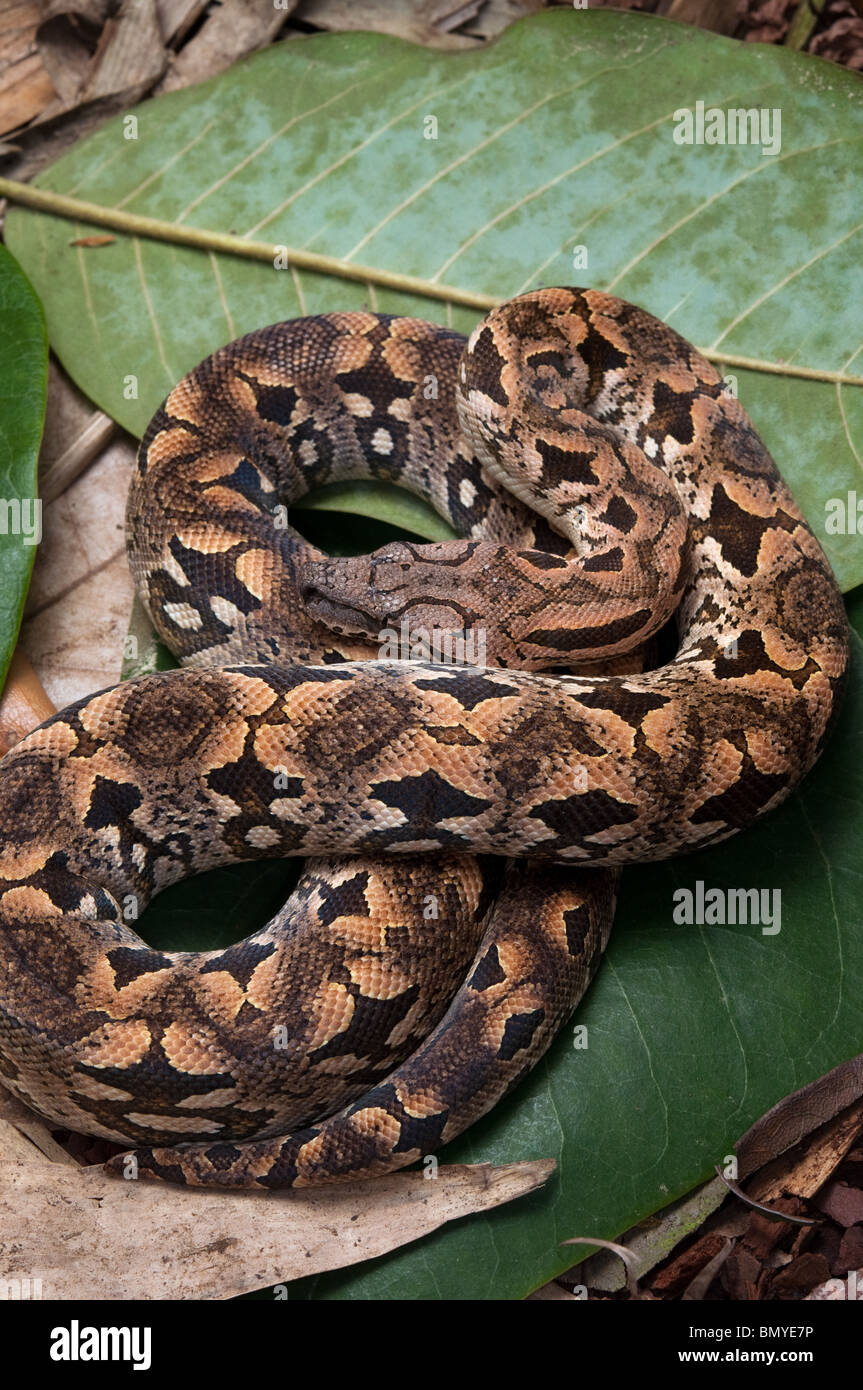 Dumerils boa madagascar hi-res stock photography and images - Alamy