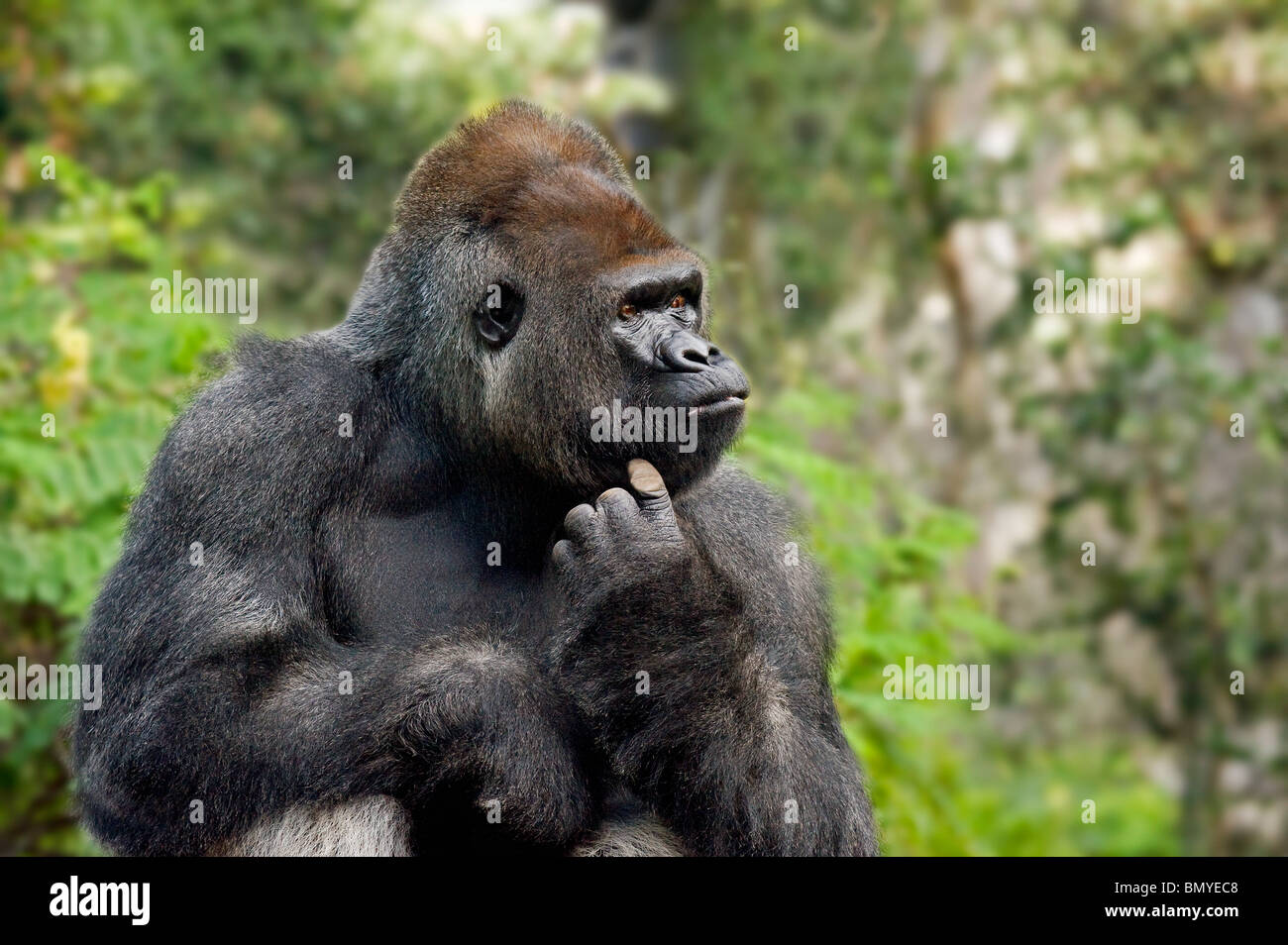 Western Gorill sitting / Gorill gorilla Stock Photo - Alamy