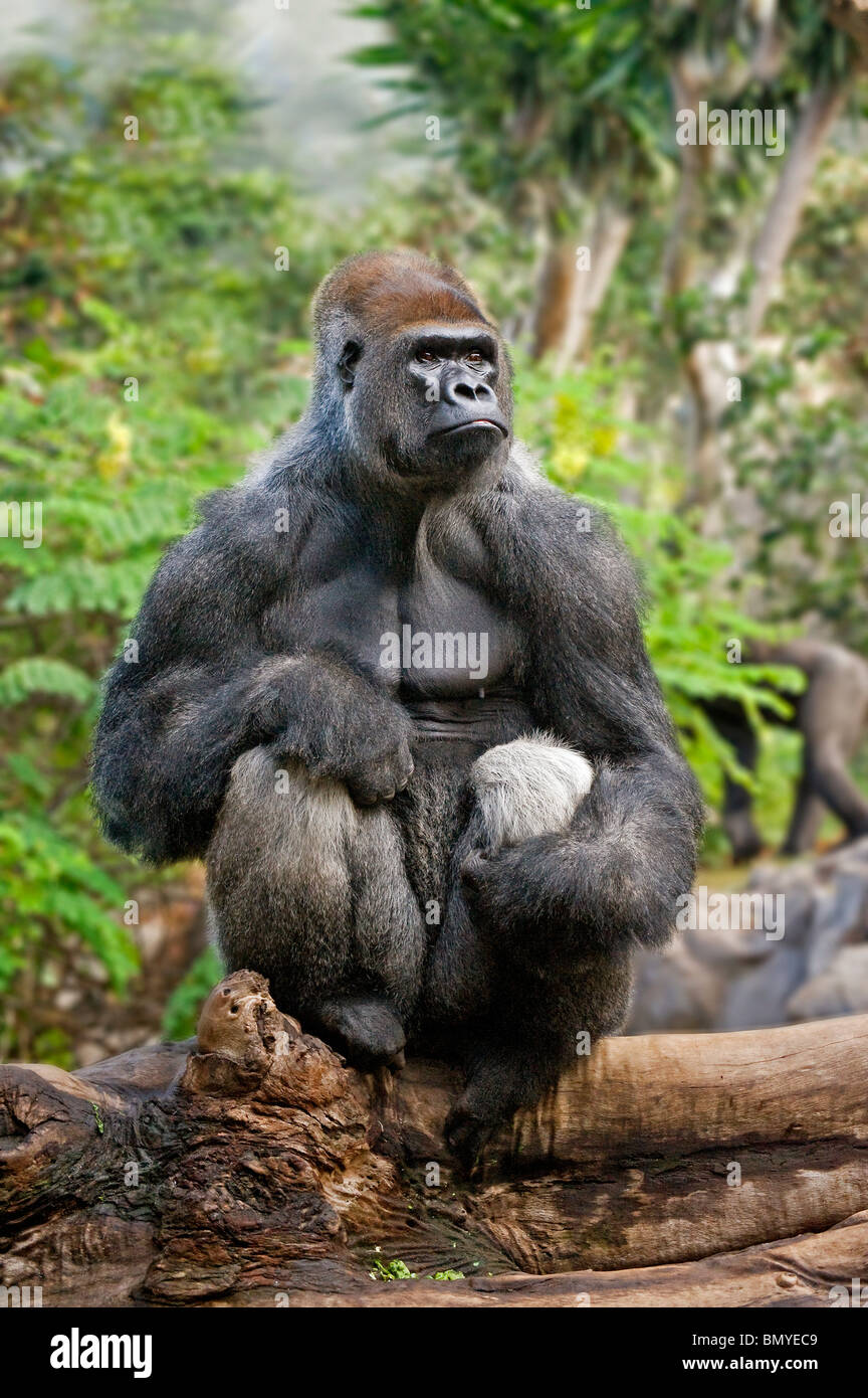 Western Gorill sitting / Gorill gorilla Stock Photo - Alamy