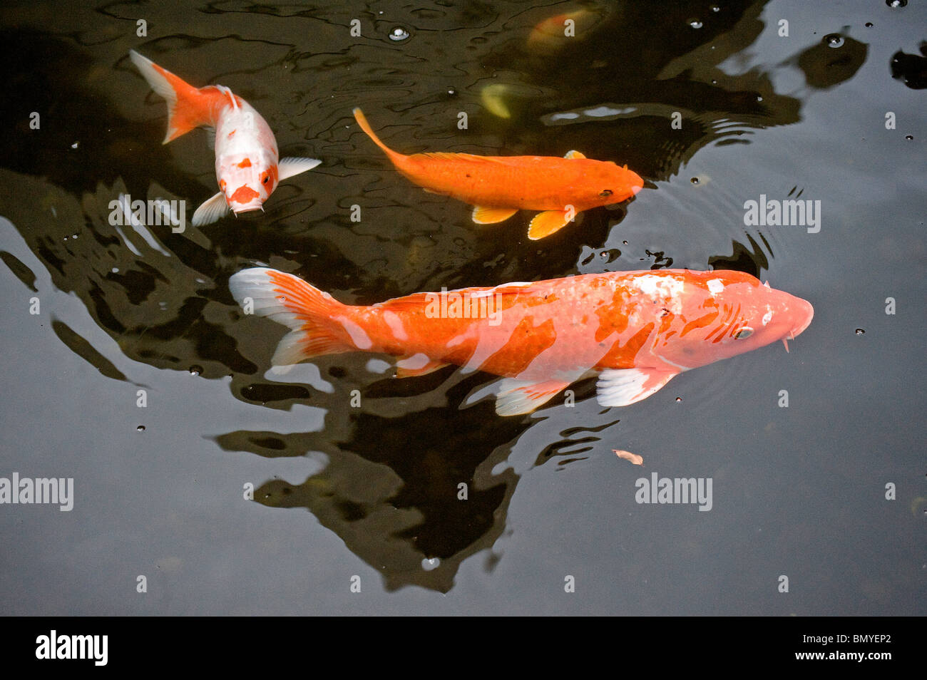 Three koi carp hi-res stock photography and images - Alamy