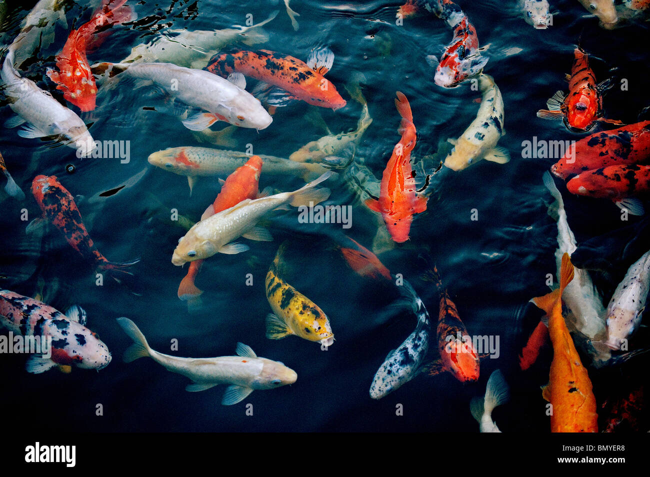 Koi Carp High Resolution Stock Photography and Images - Alamy