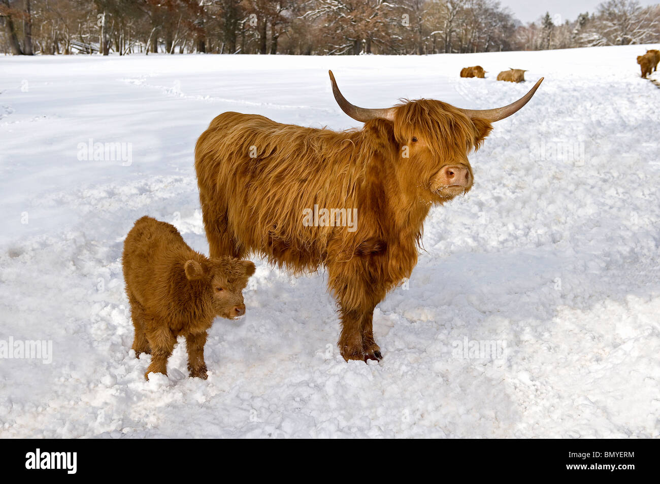 Highland cattle calf standing snow Stock Photo - Alamy