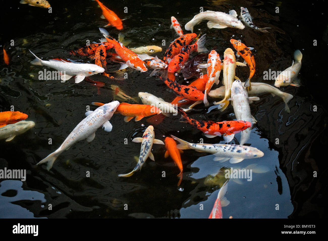 Three koi carp hi-res stock photography and images - Alamy