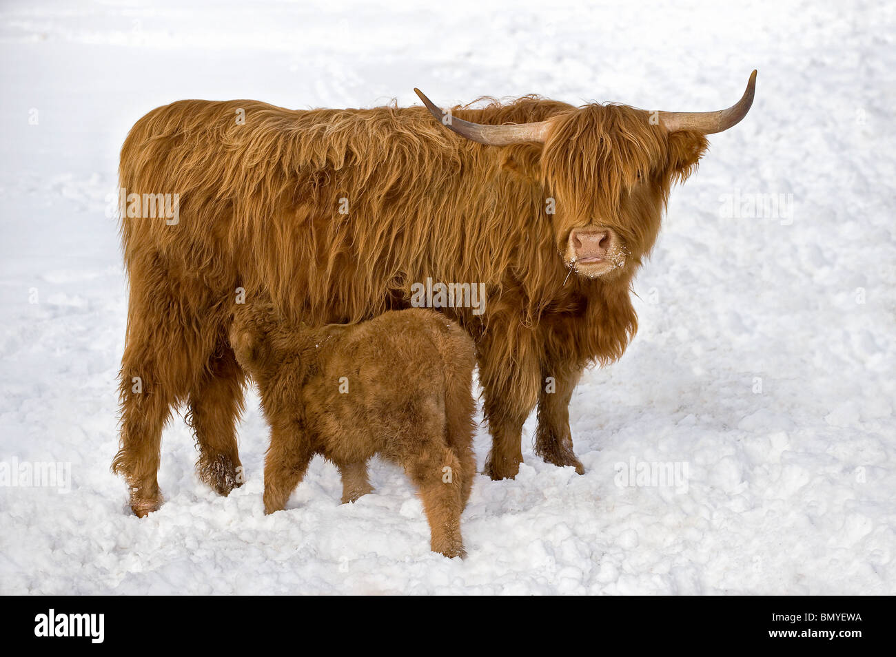 Highland cattle suckling calf standing snow Stock Photo - Alamy